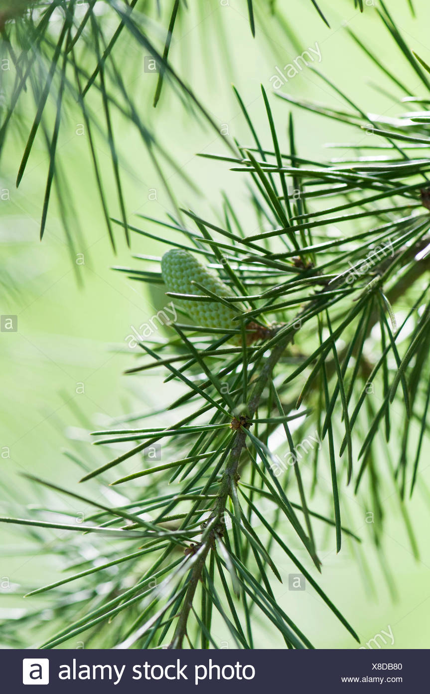 Indian Cedar Cedrus Deodara High Resolution Stock Photography and ...