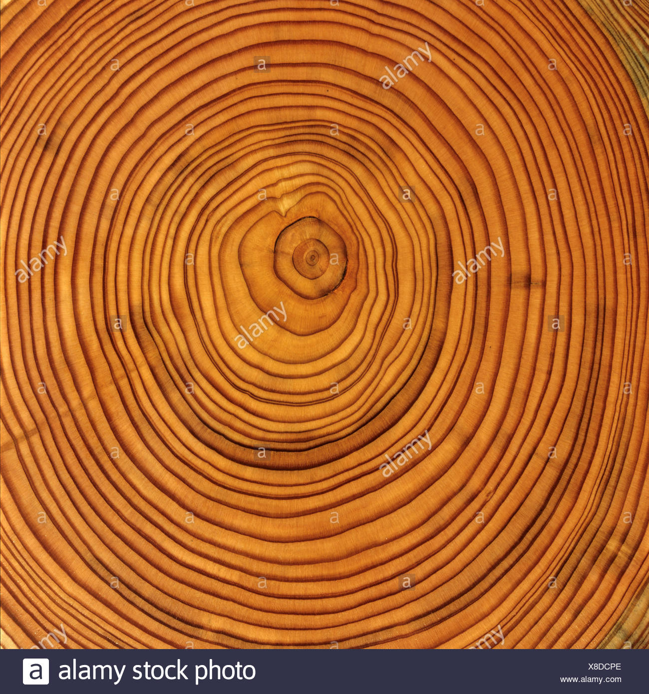Photo Of Annual Rings High Resolution Stock Photography and Images - Alamy