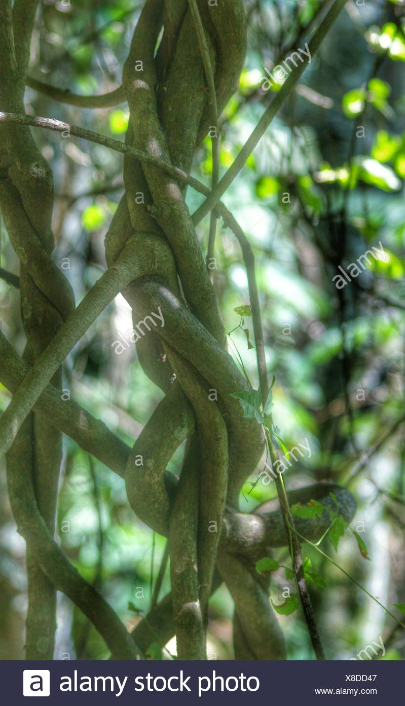 Intertwined Stock Photos & Intertwined Stock Images - Alamy