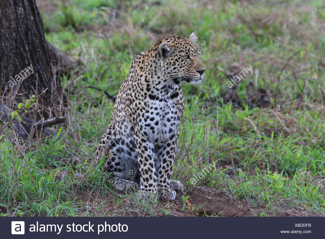 Leopard Africa Forest Stock Photos & Leopard Africa Forest Stock Images ...