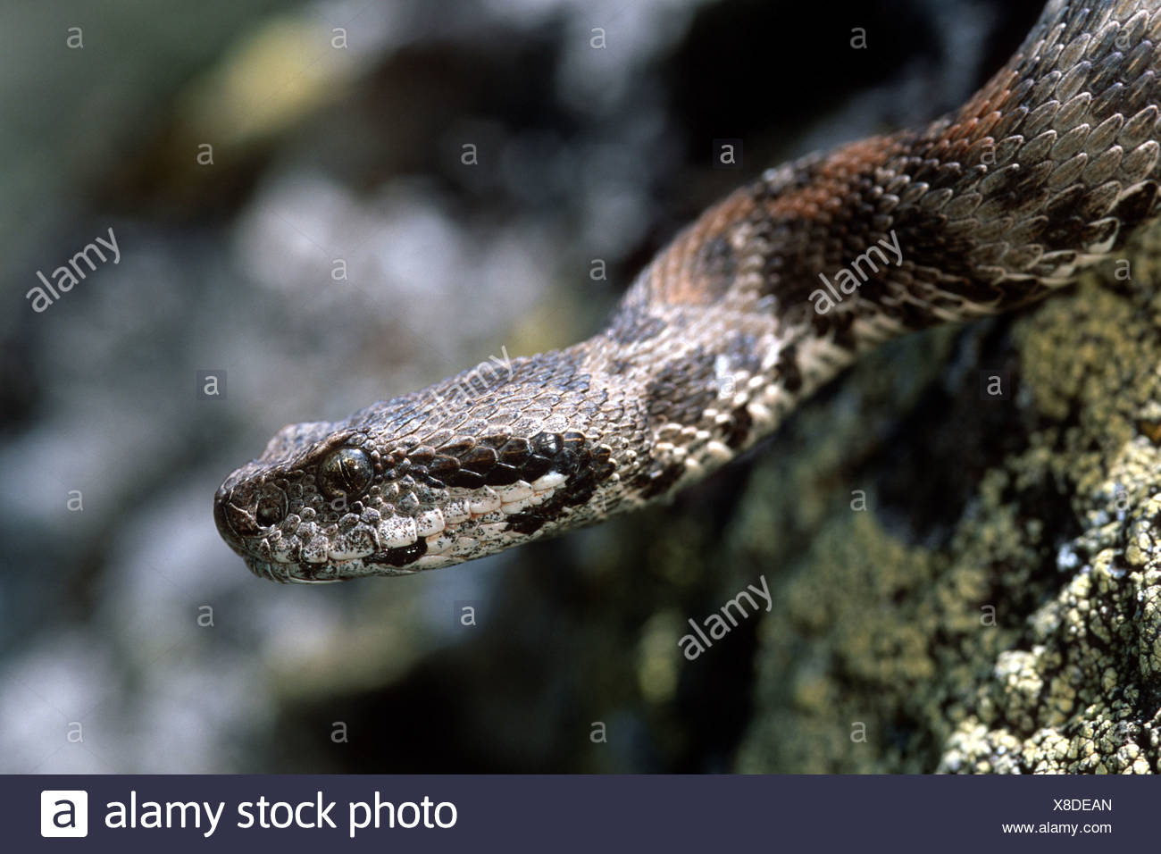 Wagners Stock Photos & Wagners Stock Images - Alamy