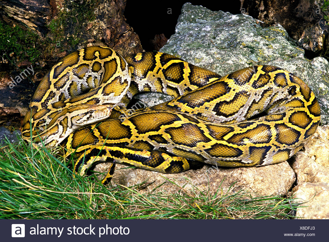 Indian Molurus Adult High Resolution Stock Photography and Images - Alamy