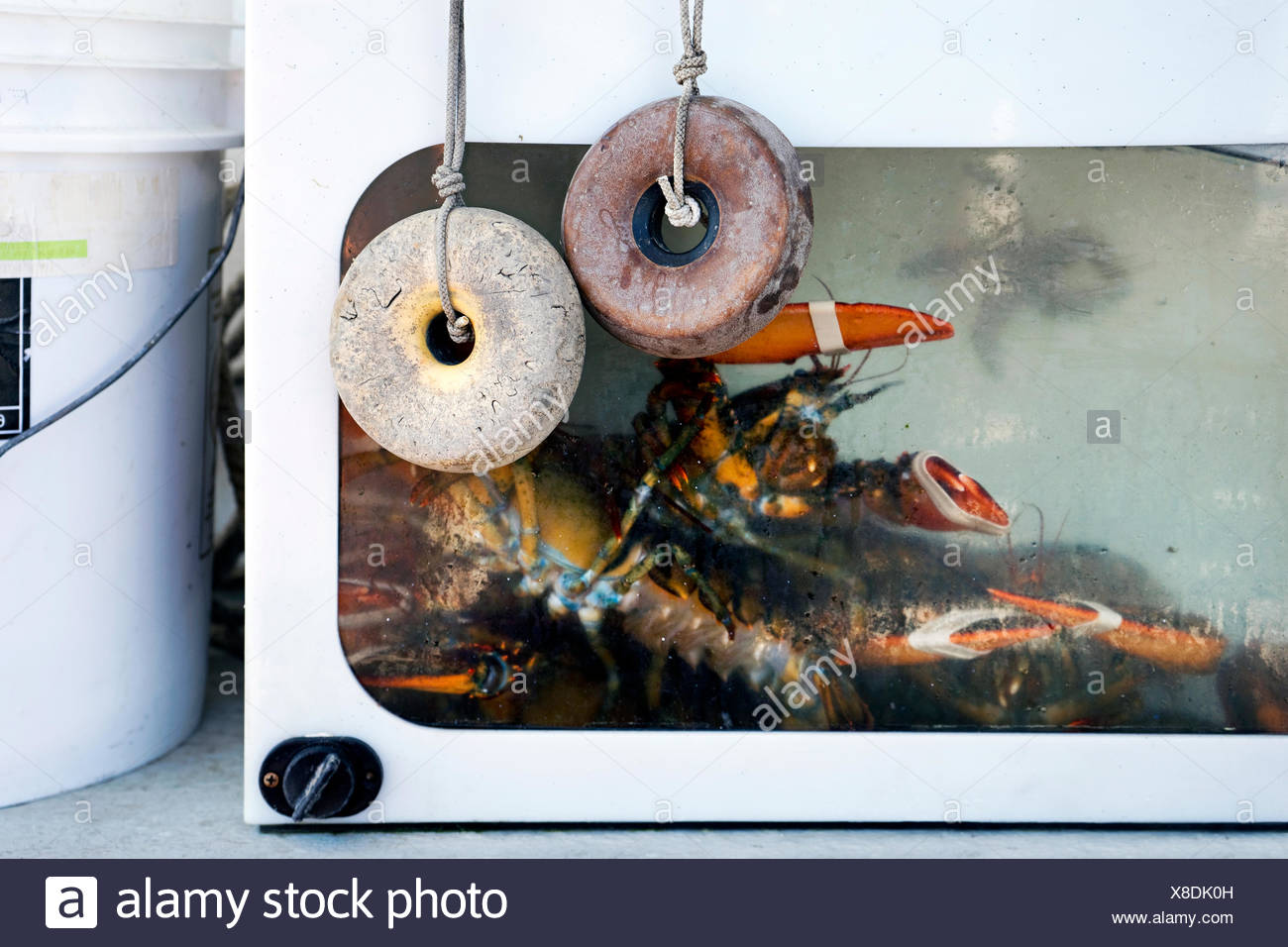 Lobster Tank High Resolution Stock Photography and Images - Alamy