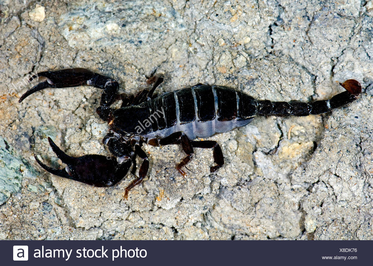 Black Scorpion High Resolution Stock Photography and Images - Alamy