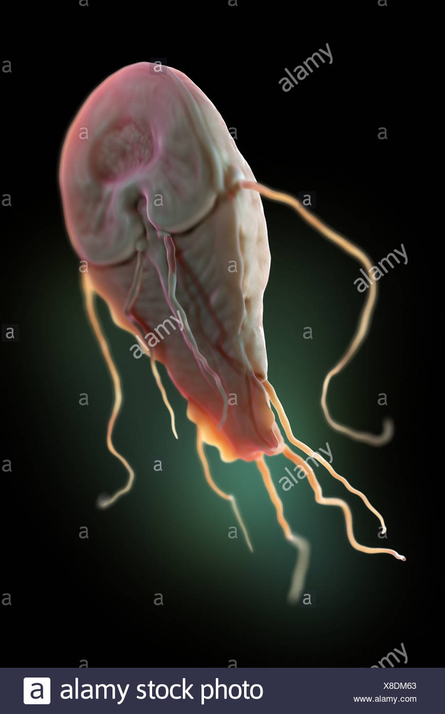 Trophozoite Stock Photos & Trophozoite Stock Images - Alamy