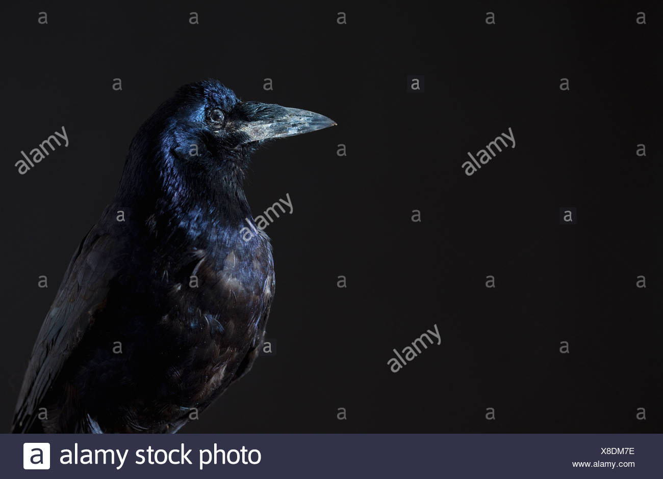 Raven Stock Photos & Raven Stock Images - Alamy