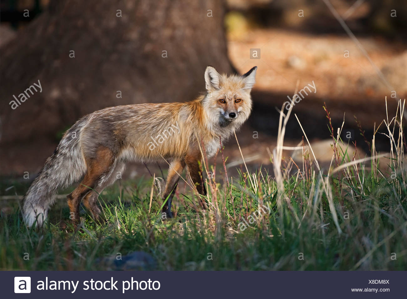 Red Fox Usa High Resolution Stock Photography and Images - Alamy