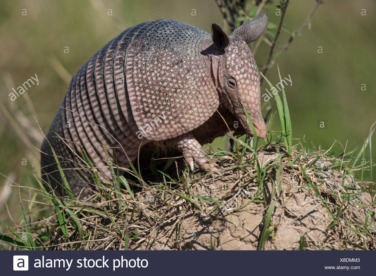 Dasypus Stock Photos & Dasypus Stock Images - Alamy