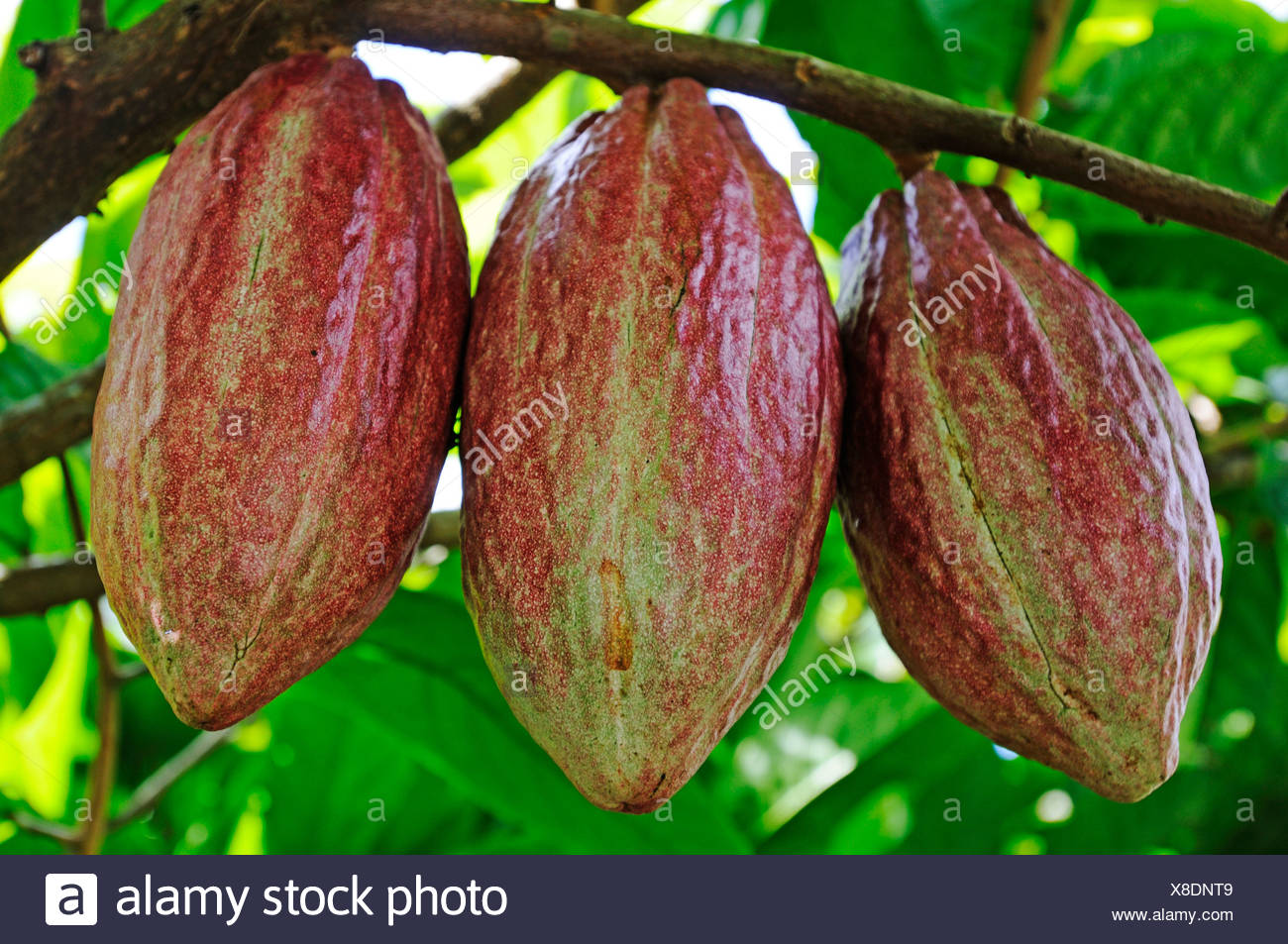 Cacao Tree High Resolution Stock Photography and Images - Alamy