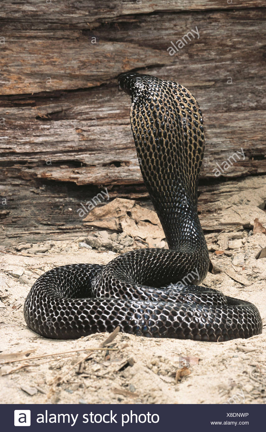 Indian Naja High Resolution Stock Photography and Images - Alamy