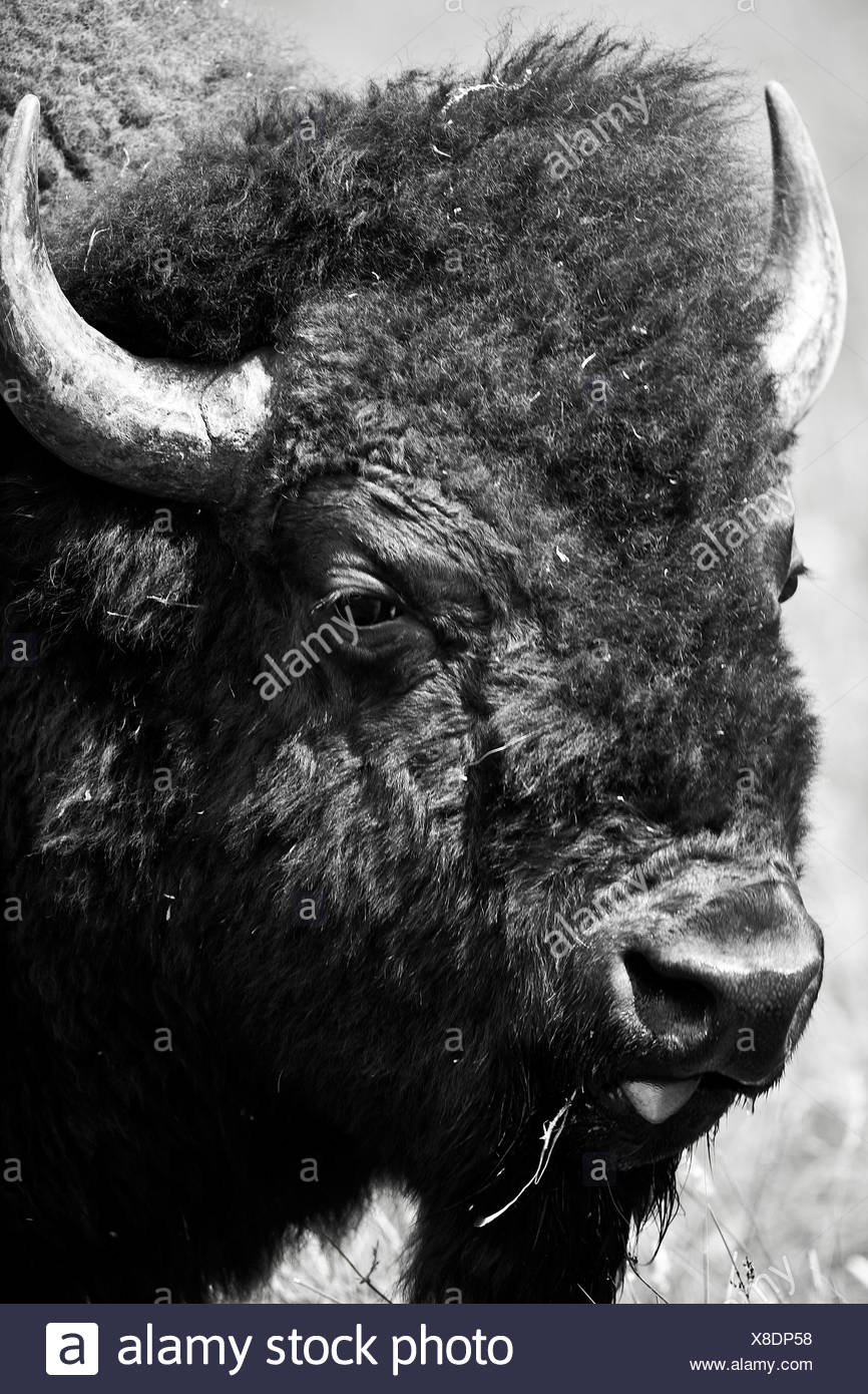 Bison Black and White Stock Photos & Images - Alamy