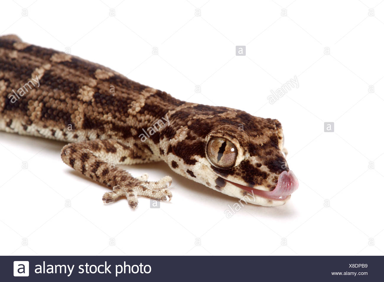 Viper Gecko High Resolution Stock Photography and Images - Alamy