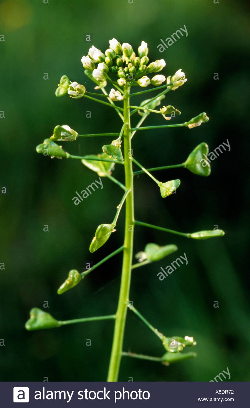 Capsella Fruit High Resolution Stock Photography and Images - Alamy