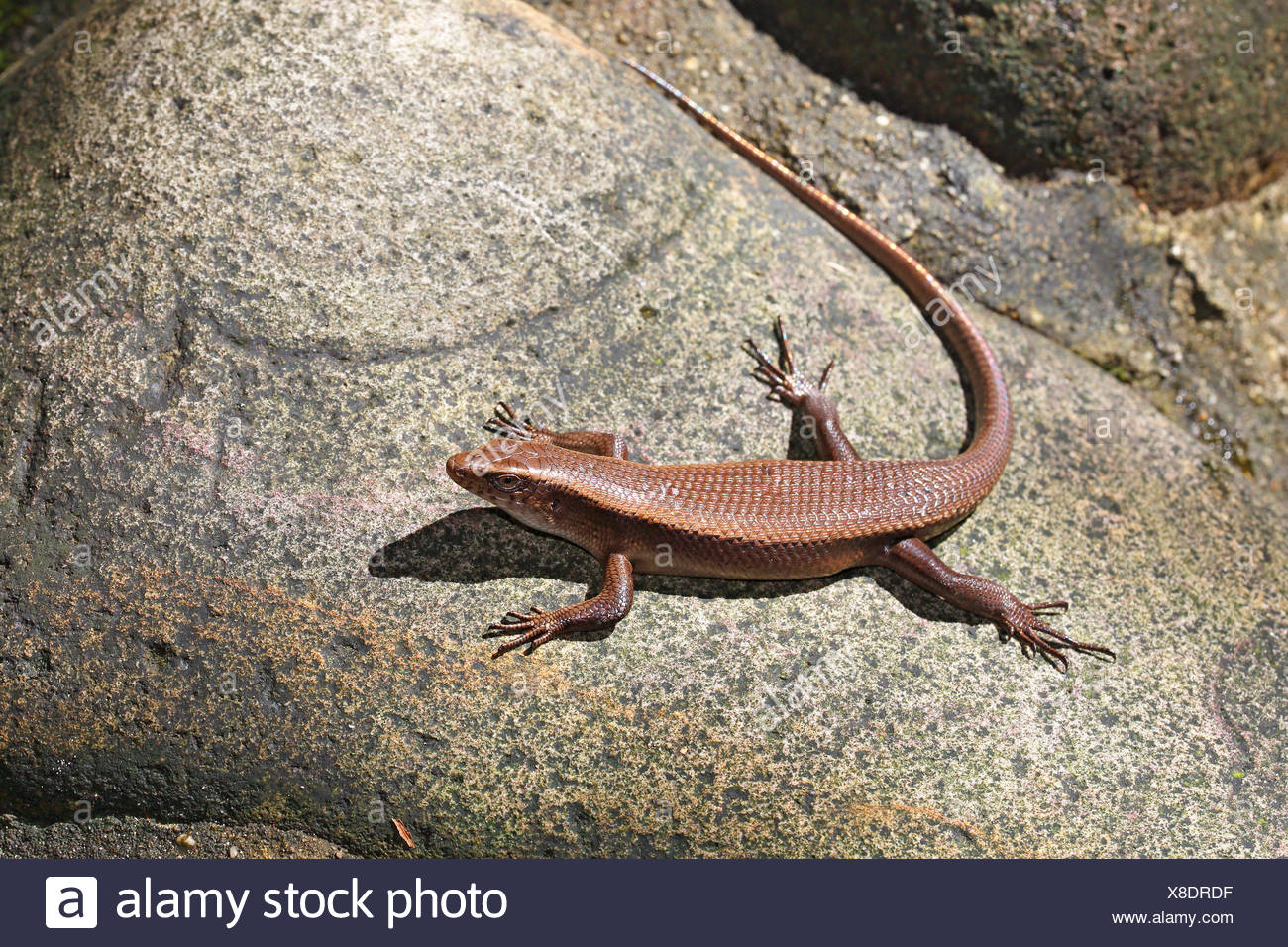 Many Lined Sun Skink High Resolution Stock Photography and Images - Alamy