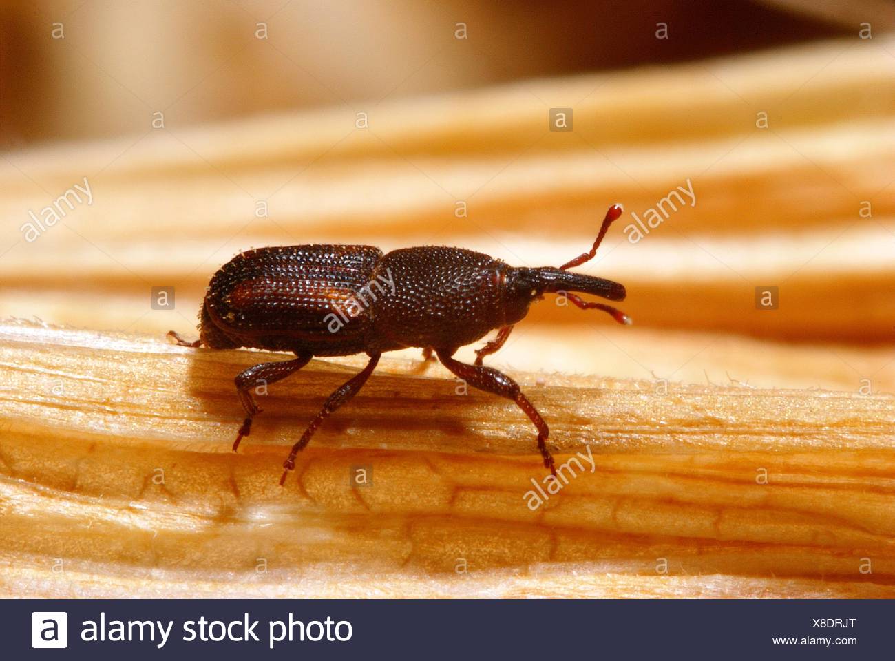 Sitophilus High Resolution Stock Photography and Images - Alamy