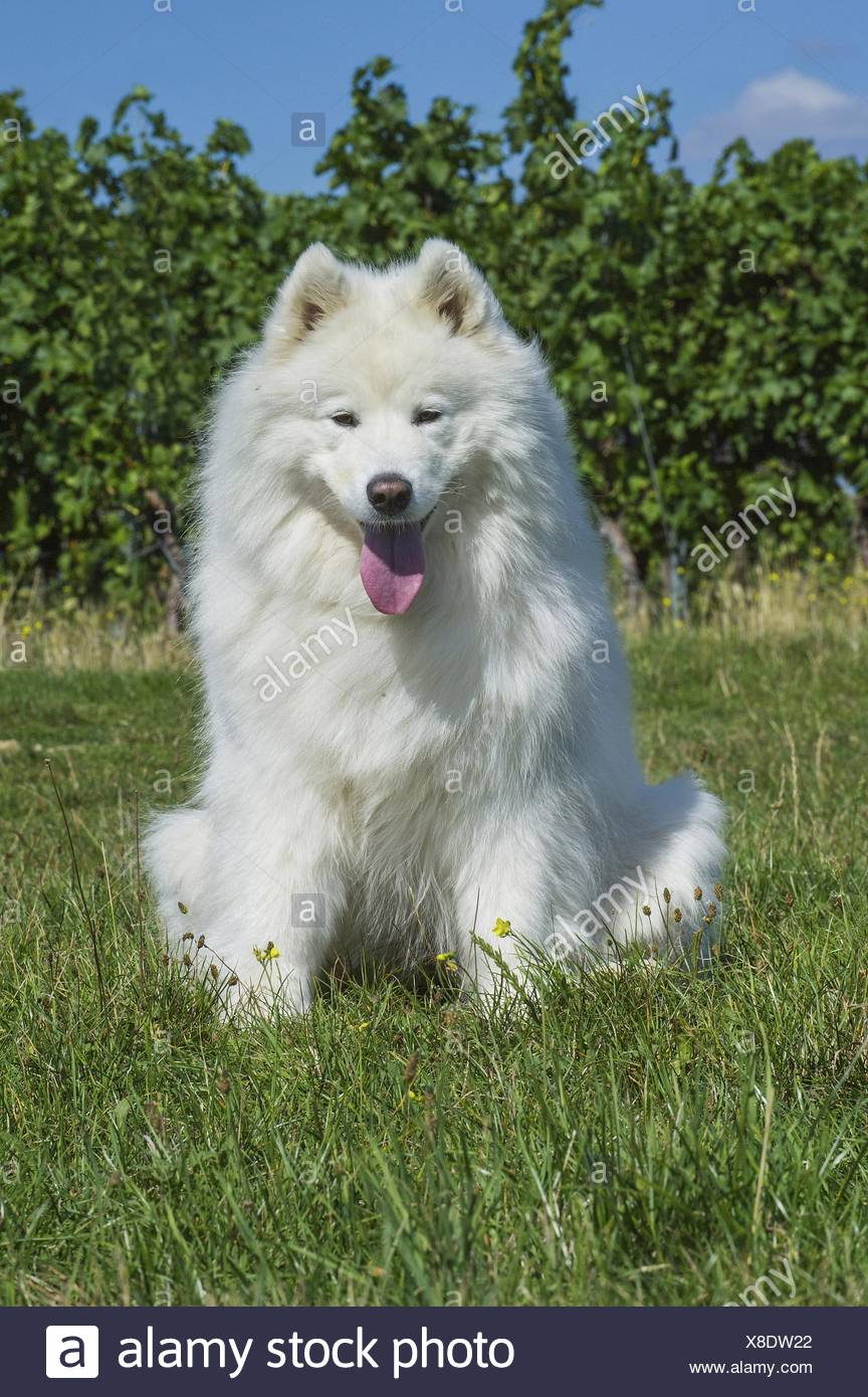 Samoyed Sitting Stock Photos & Samoyed Sitting Stock Images - Alamy