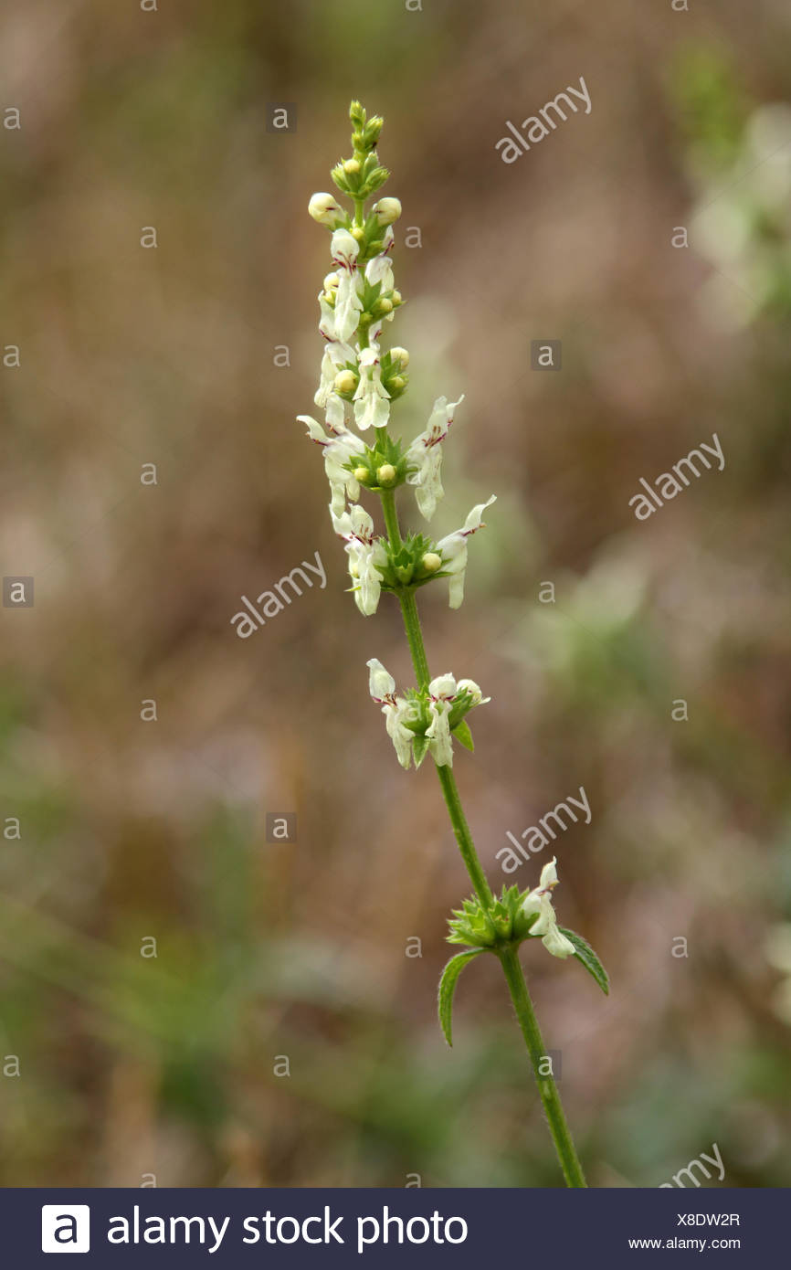 Stachys Recta High Resolution Stock Photography and Images - Alamy