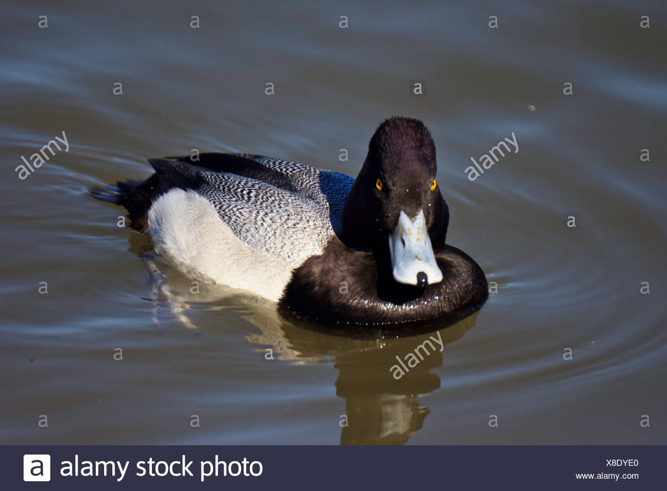 Bluebill Duck High Resolution Stock Photography and Images - Alamy