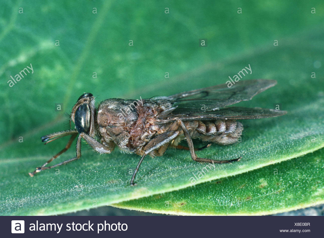 Tsetse Fly High Resolution Stock Photography and Images - Alamy