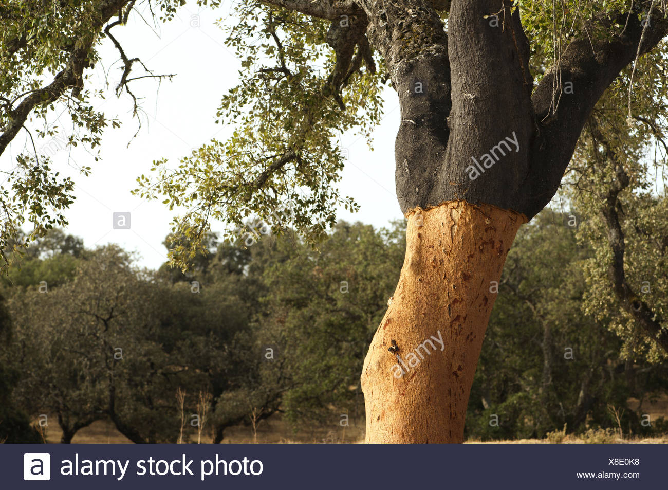 Commiphora Tree High Resolution Stock Photography and Images - Alamy