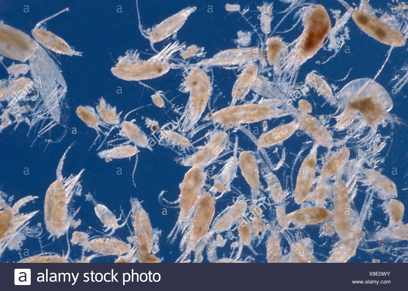 Ocean Plankton High Resolution Stock Photography and Images - Alamy