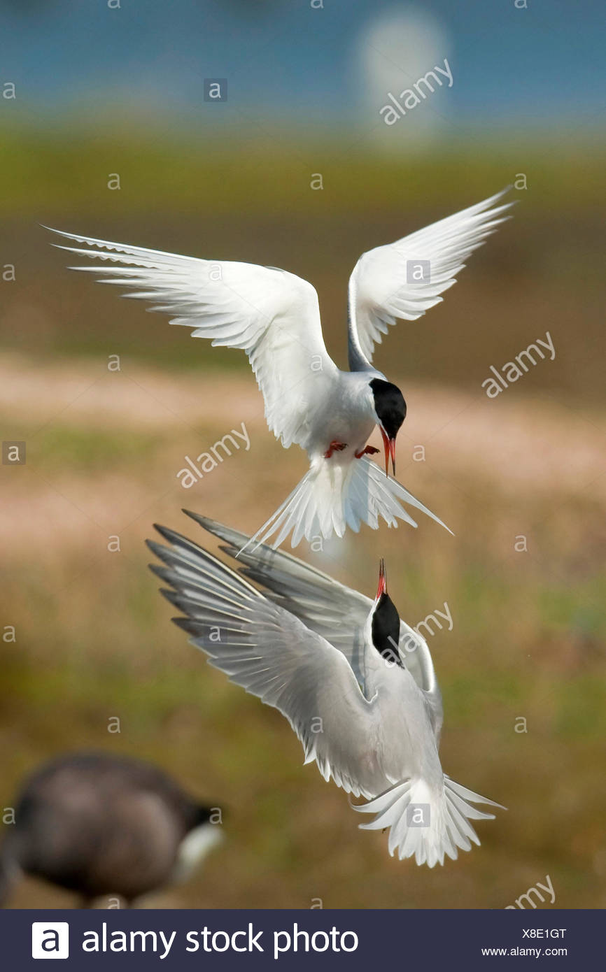 Flying In The Air High Resolution Stock Photography and Images - Alamy