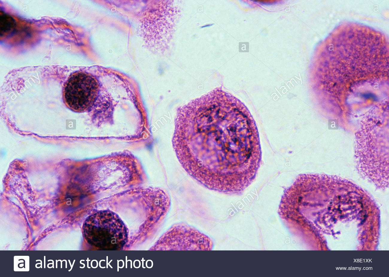 Chromosome Microscope Stock Photos & Chromosome Microscope Stock Images ...