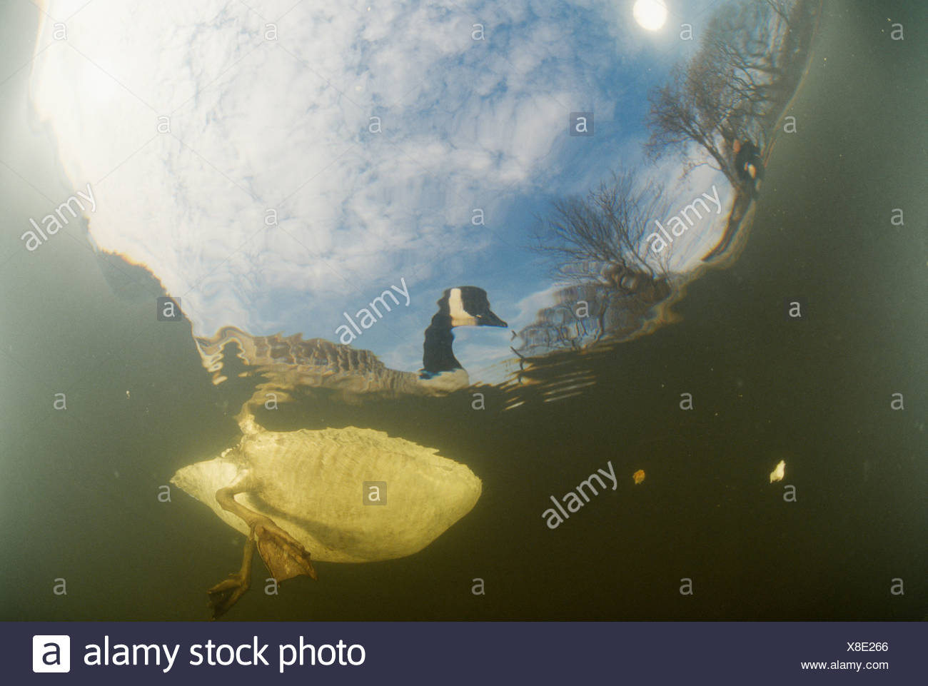 Duck Swimming Underwater View High Resolution Stock Photography and ...