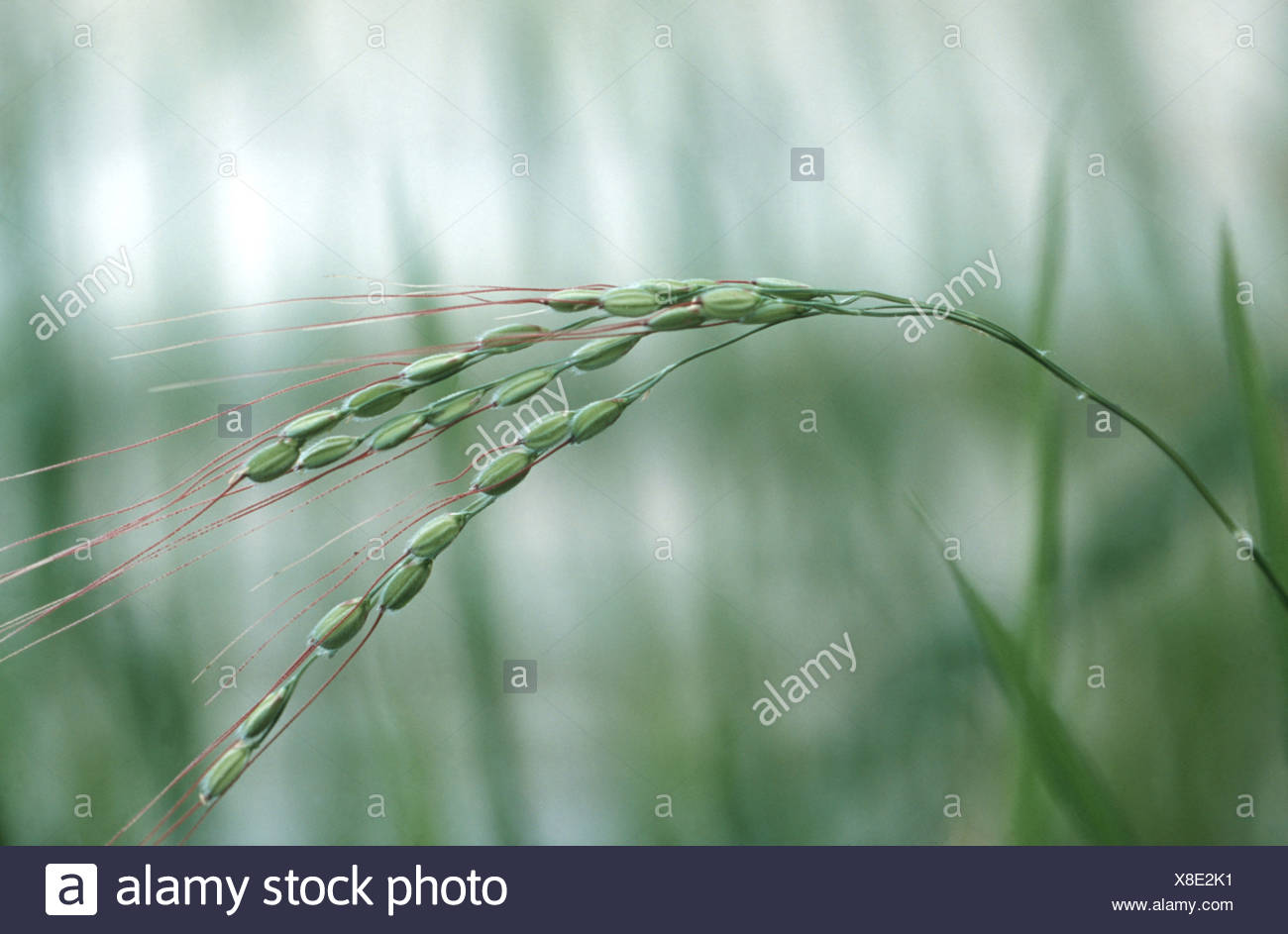 Rice Crop Disease High Resolution Stock Photography and Images - Alamy