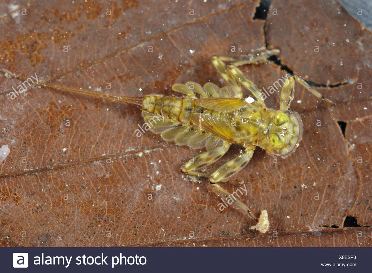 Mayfly Nymphs Stock Photos & Mayfly Nymphs Stock Images - Alamy