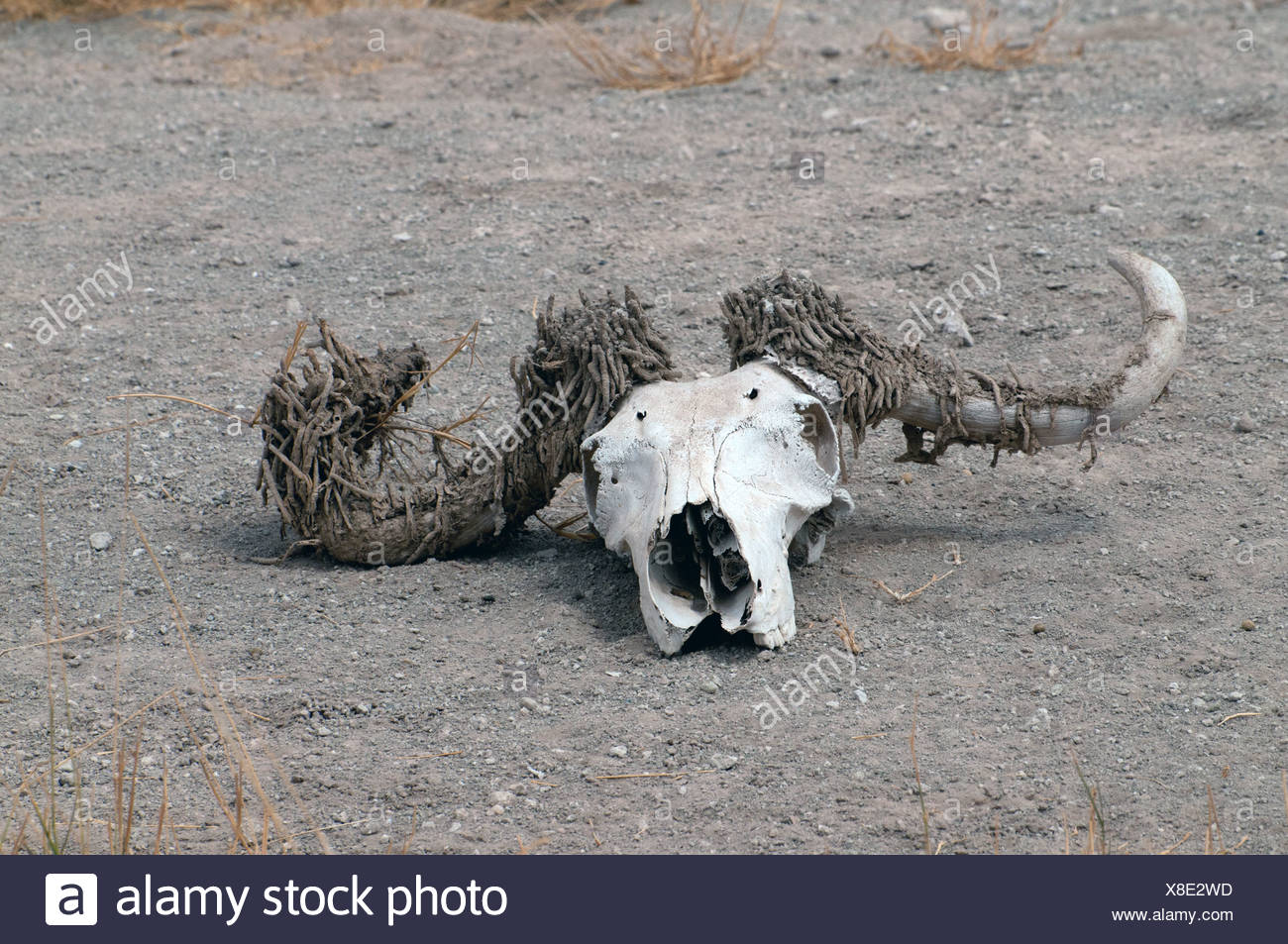 Skull With Horns High Resolution Stock Photography and Images - Alamy