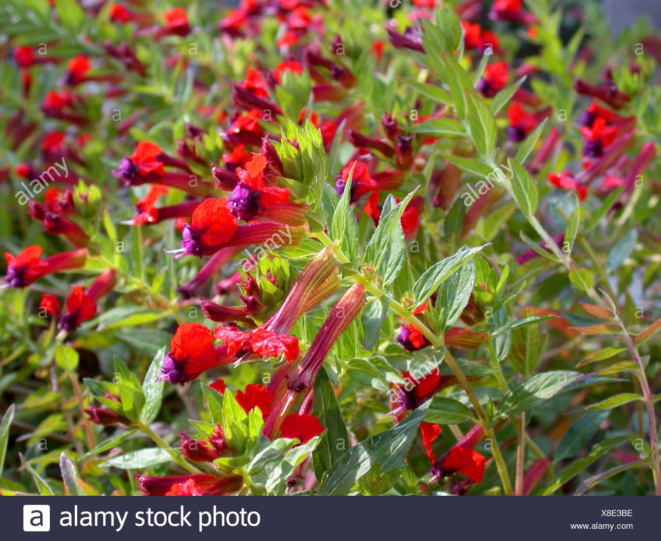 Red Cuphea High Resolution Stock Photography and Images - Alamy