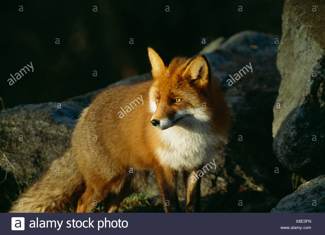 Fox Standing High Resolution Stock Photography and Images - Alamy