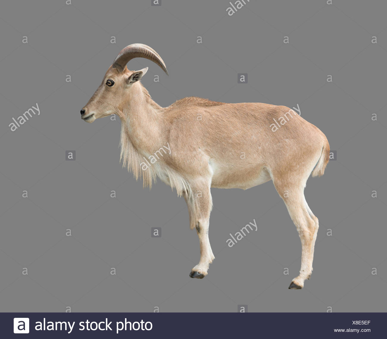 Female Barbary Sheep Ammotragus Lervia High Resolution Stock ...