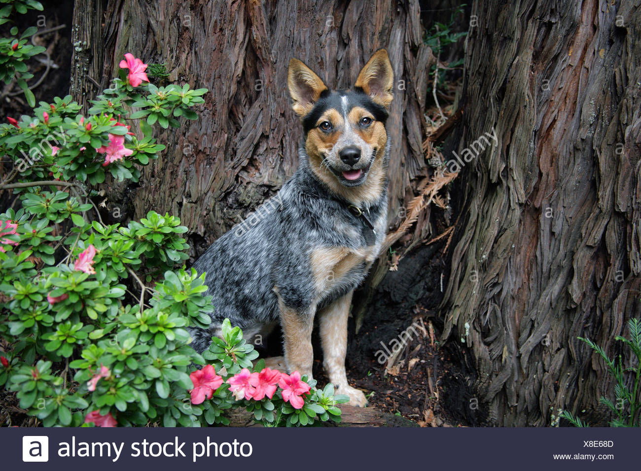 Blue Heeler High Resolution Stock Photography and Images - Alamy