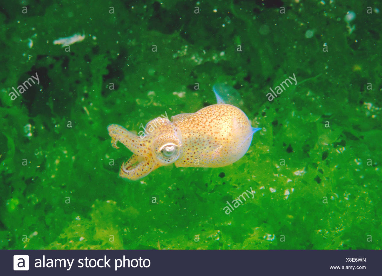 Sepiola High Resolution Stock Photography and Images - Alamy