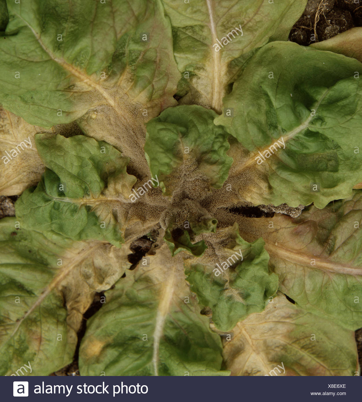Grey Mould (botrytis Cinerea) High Resolution Stock Photography and ...