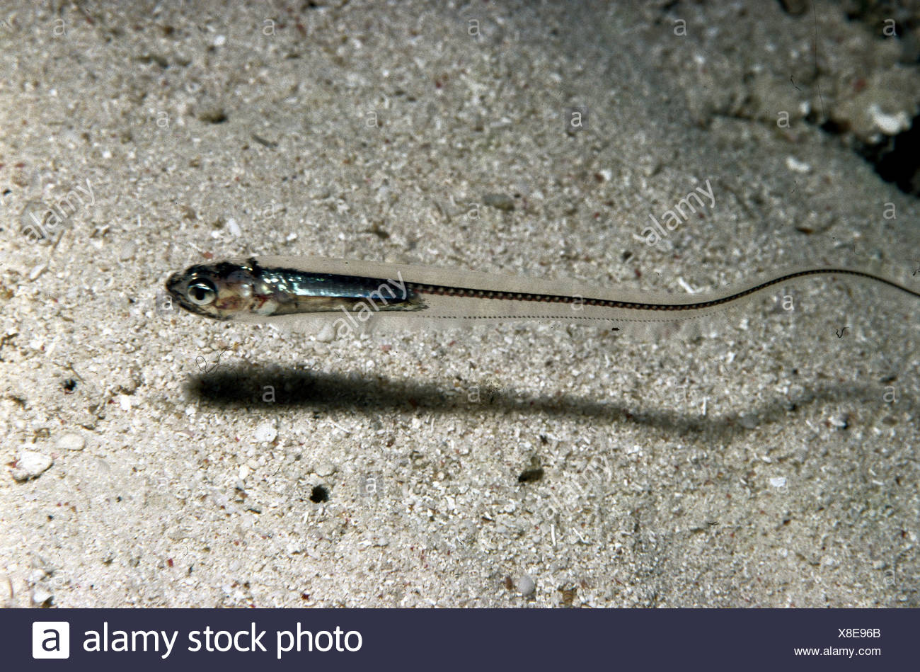 Carapus High Resolution Stock Photography and Images - Alamy