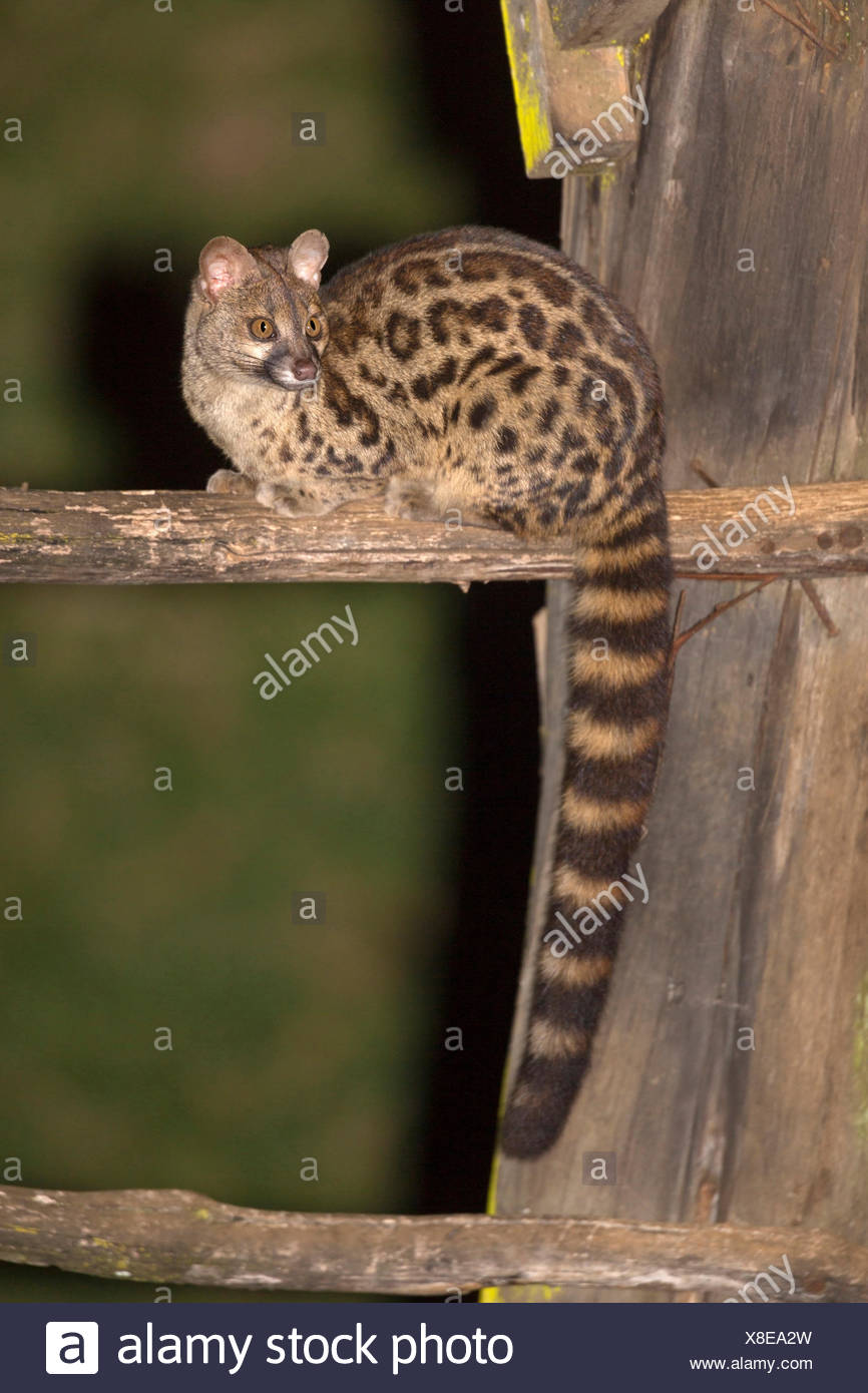 Large Spotted Genet High Resolution Stock Photography and Images - Alamy