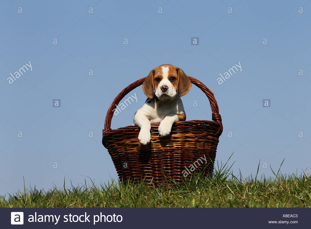 Beagle Puppy Basket High Resolution Stock Photography and Images - Alamy
