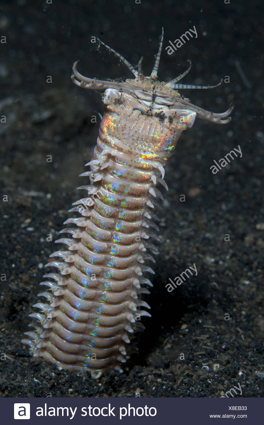 Bobbit Worms Stock Photos & Bobbit Worms Stock Images - Alamy