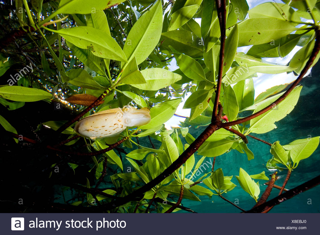 Cuttlefish Hiding High Resolution Stock Photography and Images - Alamy