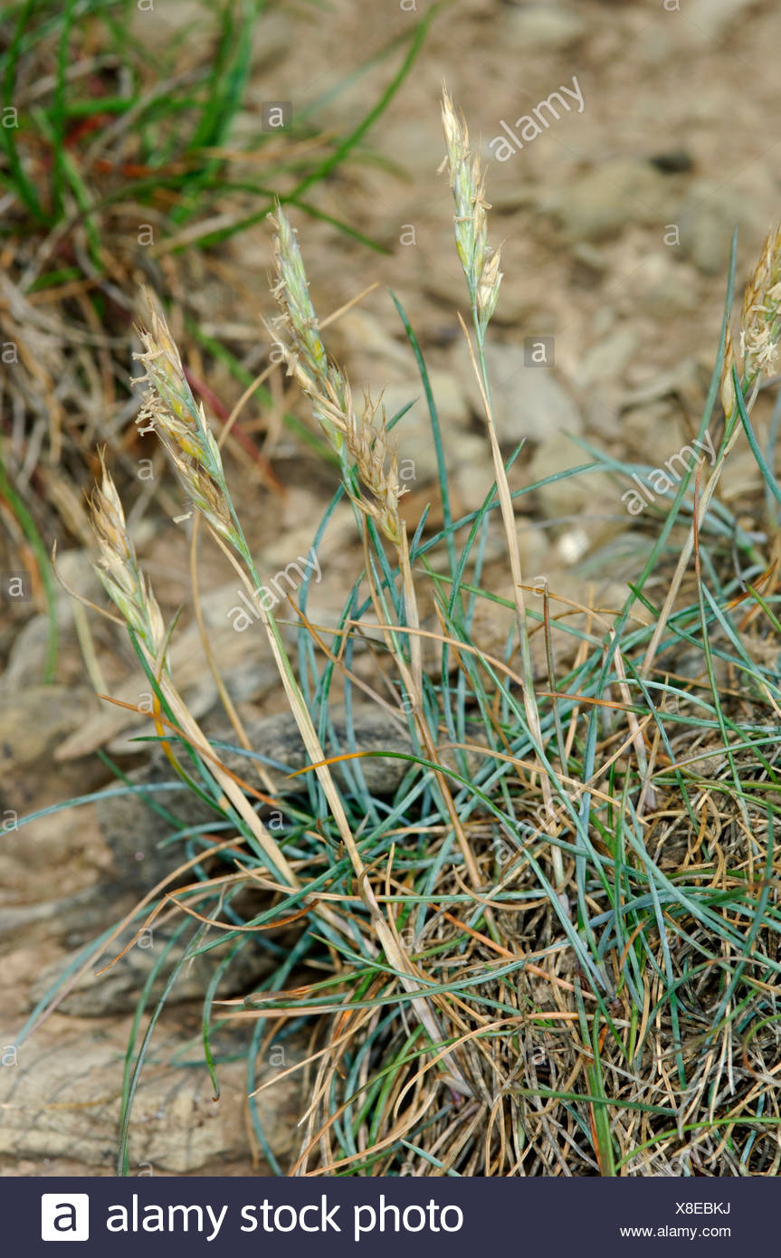 Sheeps Fescue Stock Photos & Sheeps Fescue Stock Images - Alamy