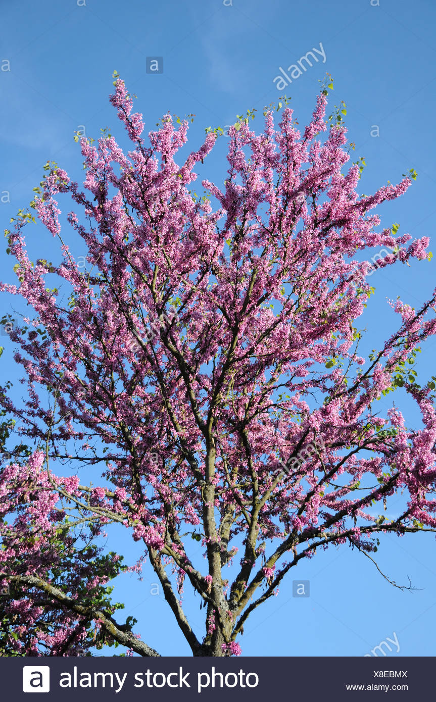 Judas Tree Stock Photos & Judas Tree Stock Images - Alamy