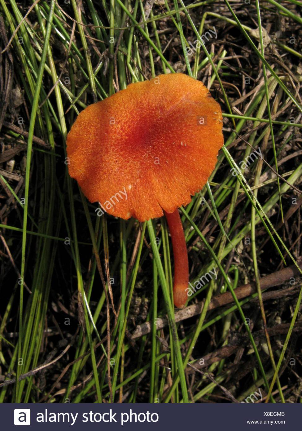 Moor Club Fungus High Resolution Stock Photography and Images - Alamy