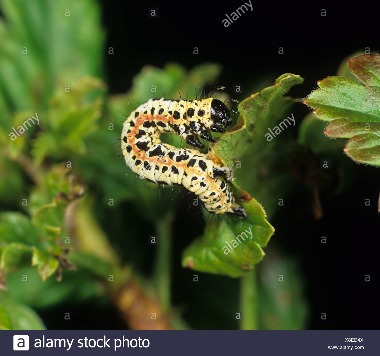 Currant Moth Abraxas High Resolution Stock Photography and Images - Alamy