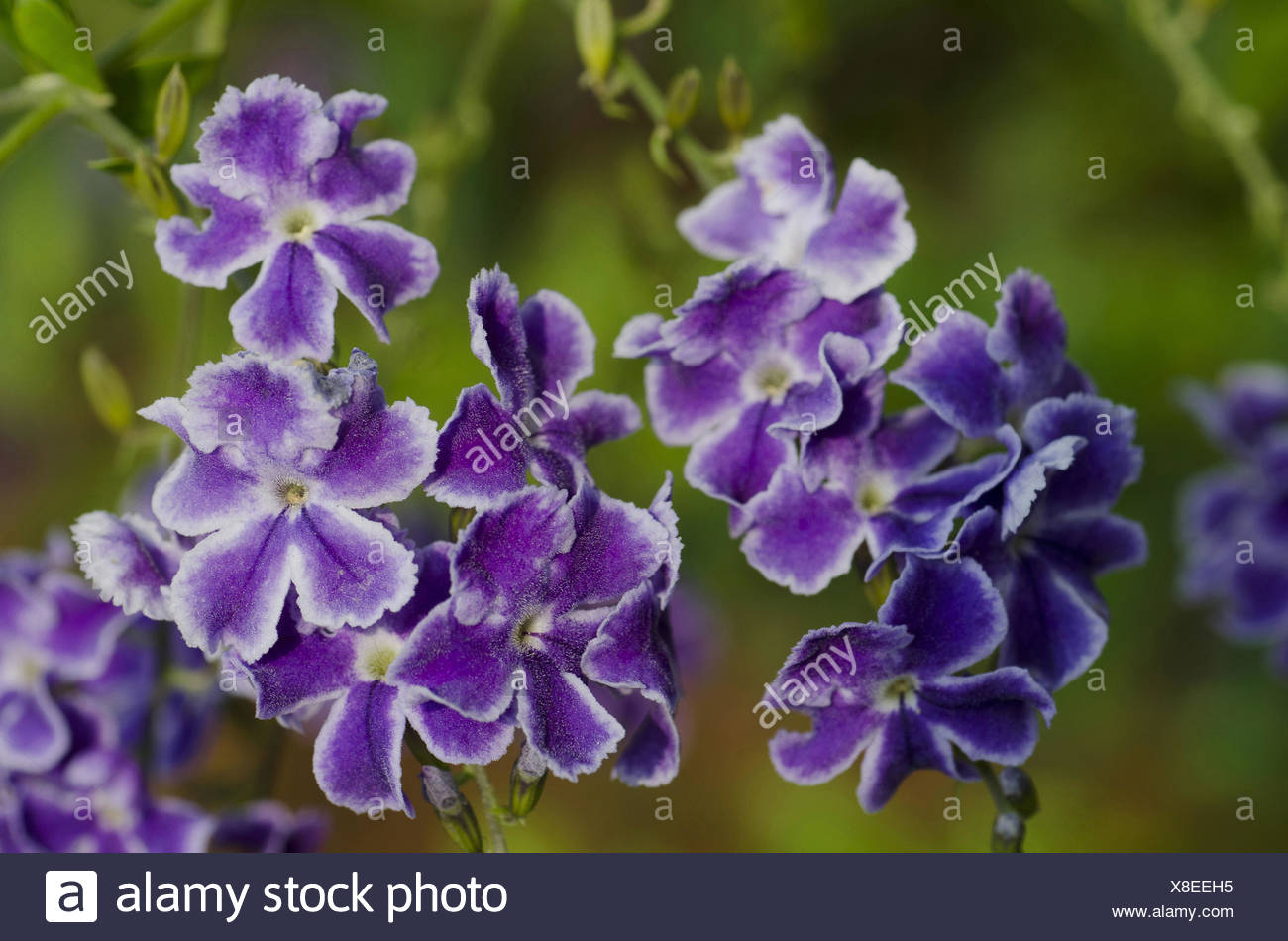 Violet Flower Flowers India Stock Photos & Violet Flower Flowers India ...