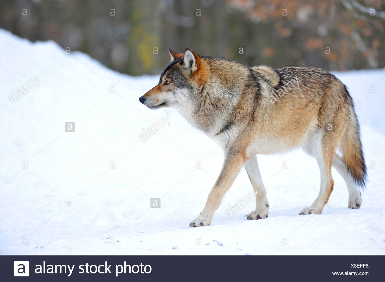 Mackenzie Wolf High Resolution Stock Photography and Images - Alamy
