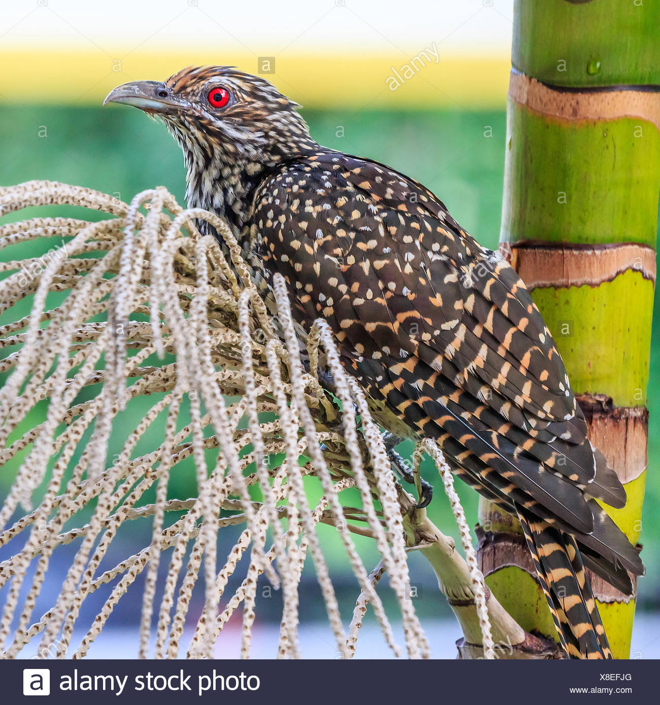 Common Koel High Resolution Stock Photography and Images - Alamy