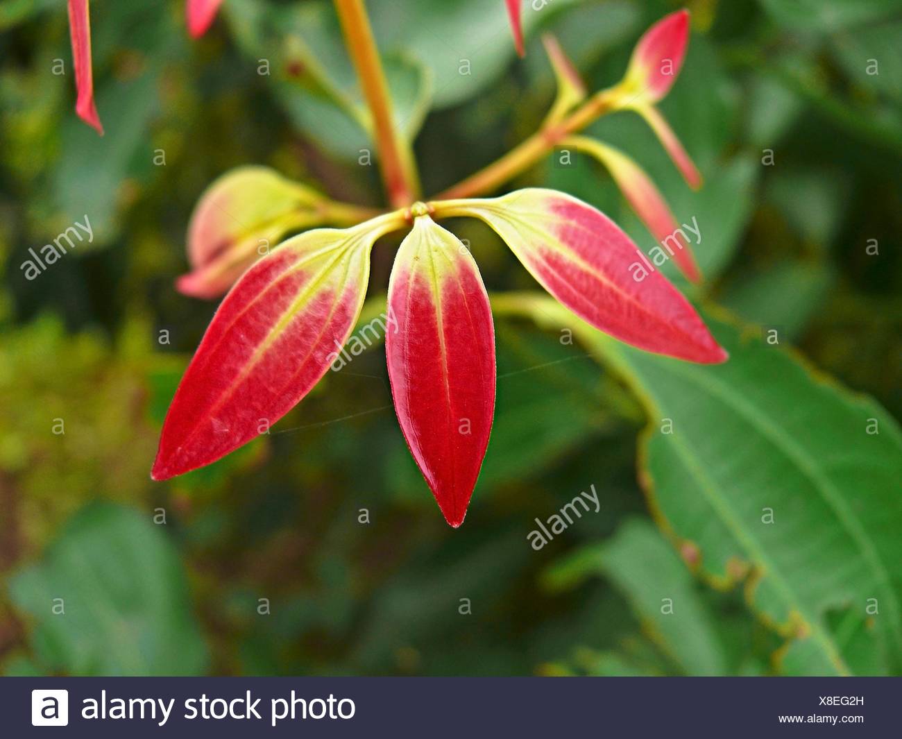 Tej Patta High Resolution Stock Photography and Images - Alamy